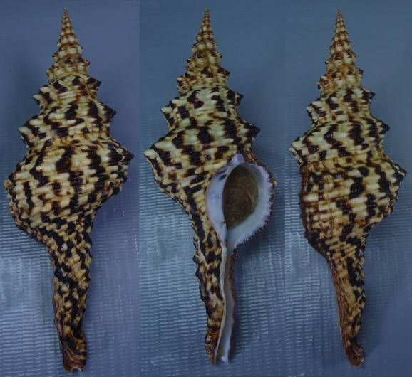 shellauction.net :: Marmorofusus nicobaricus - 3625738