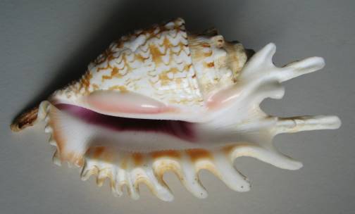 shellauction.net :: Ophioglossolambis violacea - 3625786