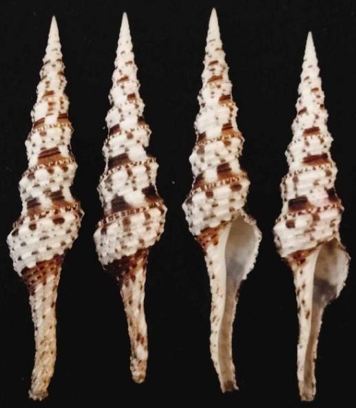 shellauction.net :: Turris garnonsii - 3625805