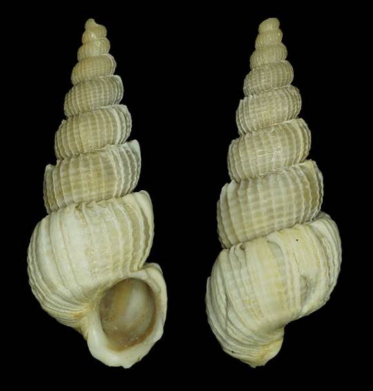 shellauction.net :: Amaea guineensis - 3625810