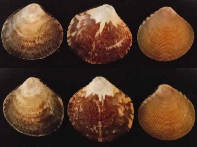 shellauction.net :: Circe scripta - 3625878