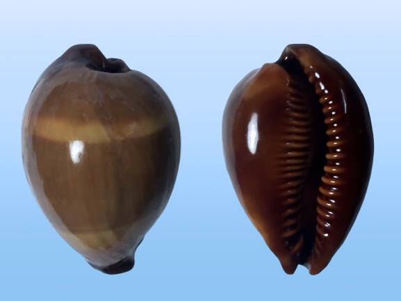 shellauction.net :: Erronea adusta persica - 3626082