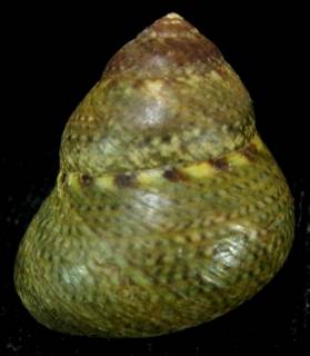 shellauction.net :: Oxystele impervia - 3626176