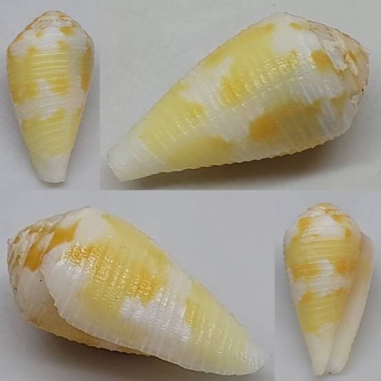 shellauction.net :: Conus pertusus - 3626178