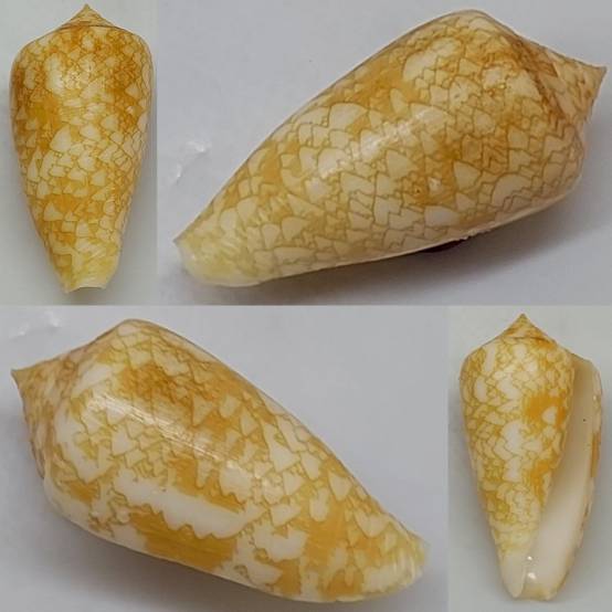 shellauction.net :: Conus wittigi - 3626191