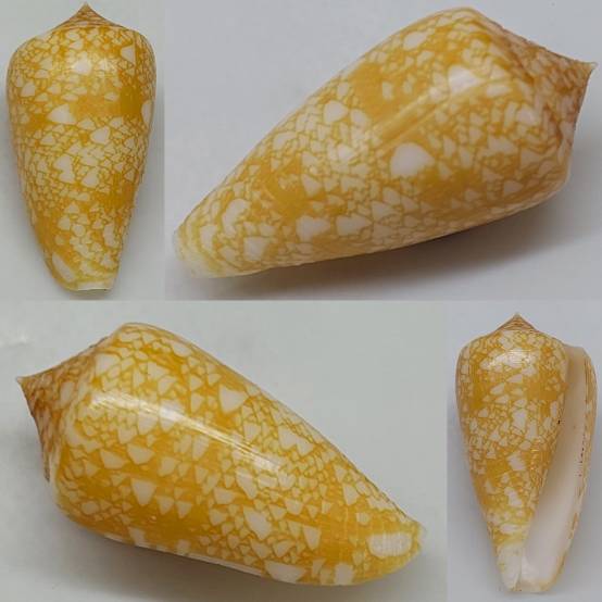 shellauction.net :: Conus wittigi - 3626192