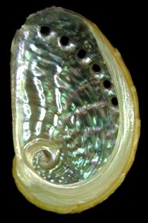 shellauction.net :: Haliotis pustulata - 3626213