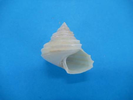 shellauction.net :: Maurea delli - 3626215