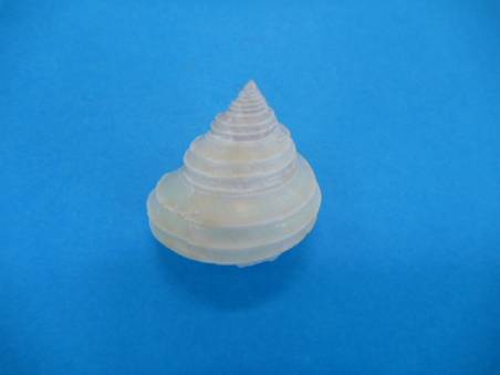 shellauction.net :: Maurea delli - 3626215