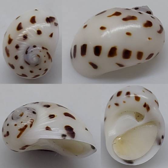 shellauction.net :: Naticarius concinnus - 3626268