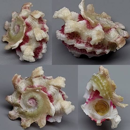 shellauction.net :: Angaria formosa - 3626341