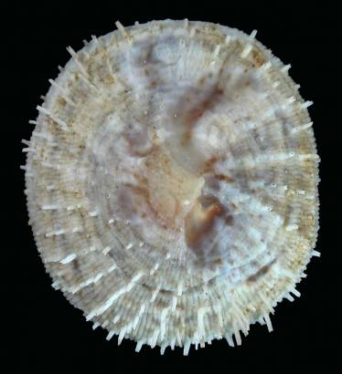 shellauction.net :: Crucibulum spinosum - 3626611