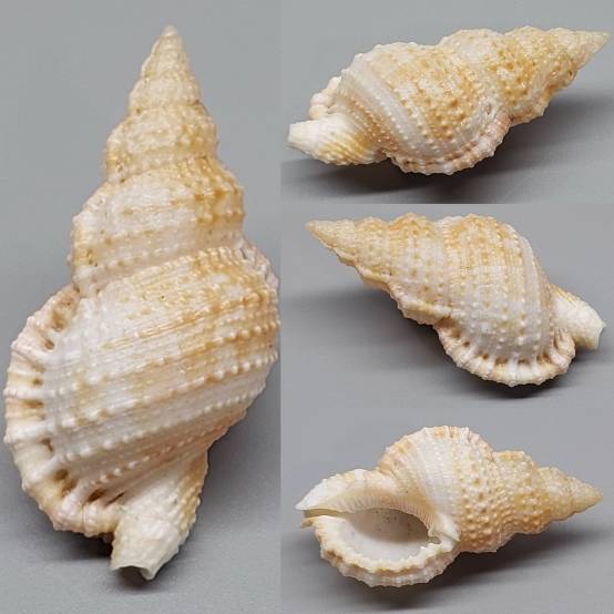 shellauction.net :: Gyrineum natator - 3626705