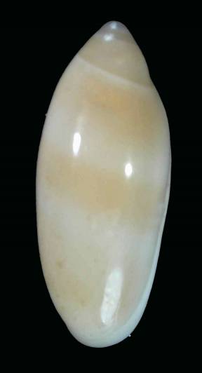 shellauction.net :: Volvarina philippinarum - 3626726