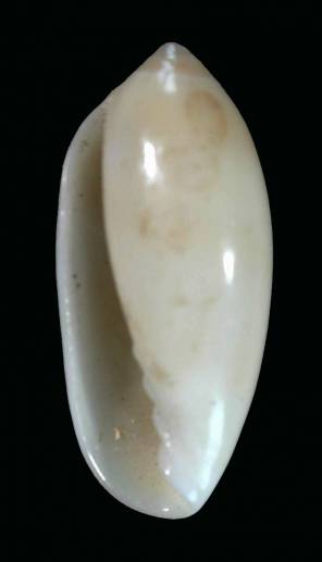 shellauction.net :: Volvarina philippinarum - 3626732