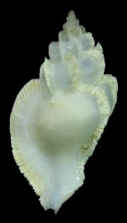 shellauction.net :: Dermomurex neglectus - 3626736