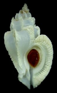 shellauction.net :: Dermomurex neglectus - 3626736