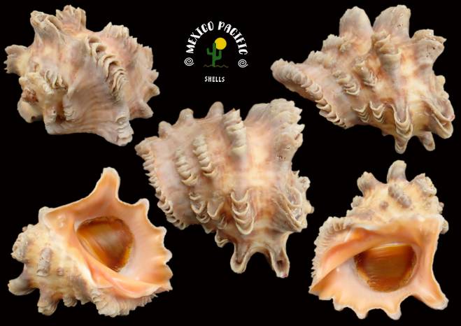 shellauction.net :: Neorapana muricata - 3626743