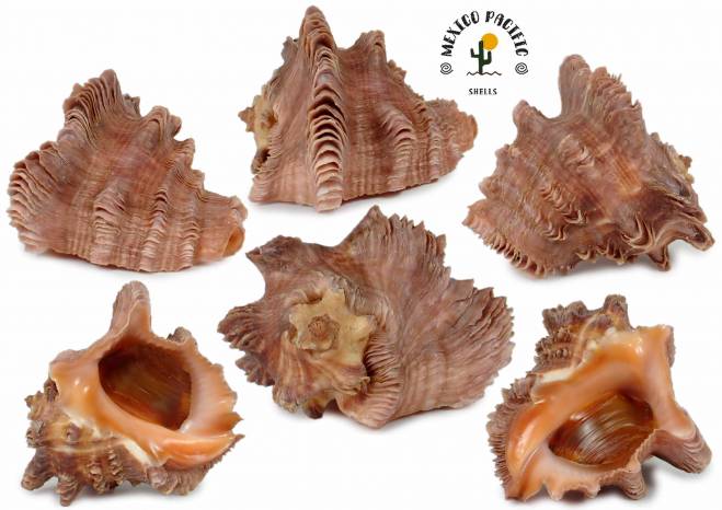 shellauction.net :: Neorapana muricata - 3626745