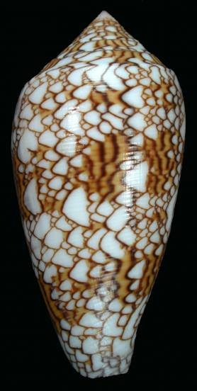 shellauction.net :: Conus canonicus - 3626811