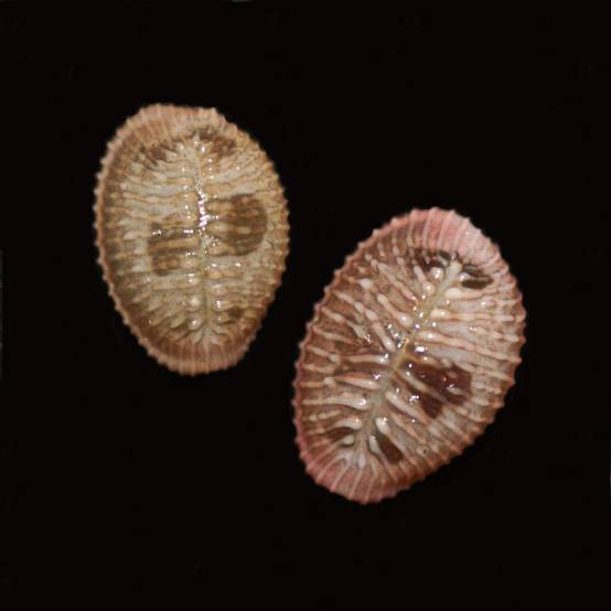 shellauction.net :: Pusula pediculus - 3626880