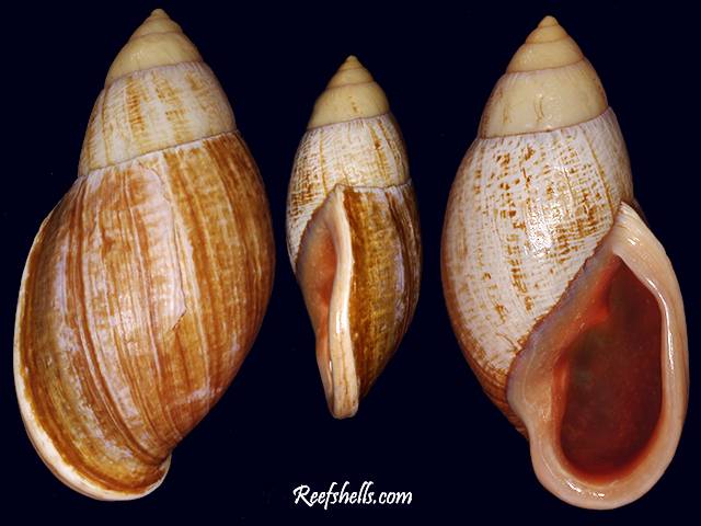 shellauction.net :: Placostylus fibratus - 3626905