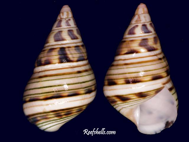 shellauction.net :: Liguus fasciatus arangoi - 3626945