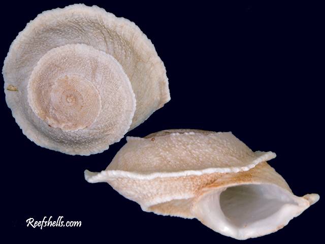 shellauction.net :: Xeroleuca turcica pagodula - 3626968