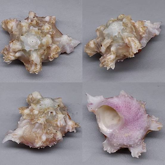 shellauction.net :: Angaria sp. - 3626983