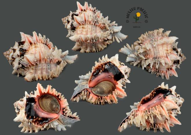 shellauction.net :: Phyllonotus regius - 3626999