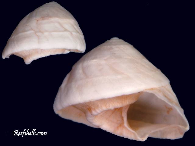 shellauction.net :: Xeroleuca rebiana - 3627002