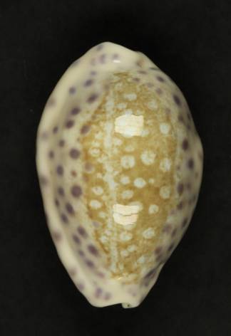 shellauction.net :: Cypraea chinensis amiges - 3627084