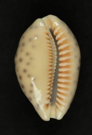 shellauction.net :: Cypraea chinensis amiges - 3627084