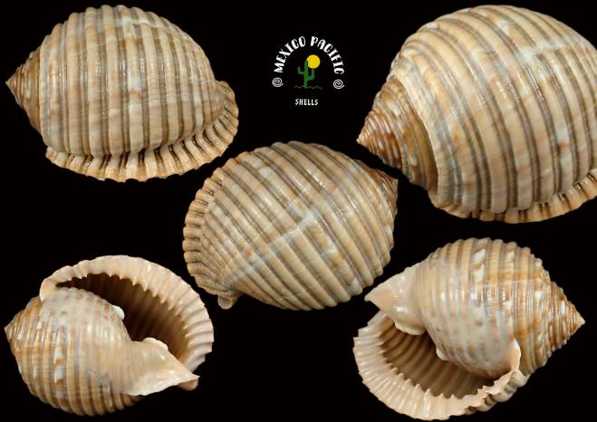 shellauction.net :: Malea ringens - 3627175