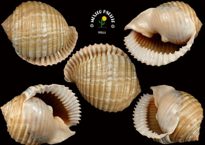 shellauction.net :: Malea ringens - 3627176