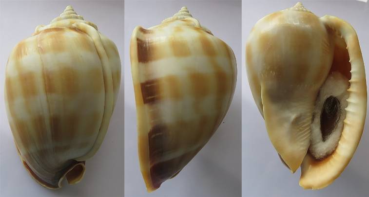 shellauction.net :: Phalium bandatum - 3627187