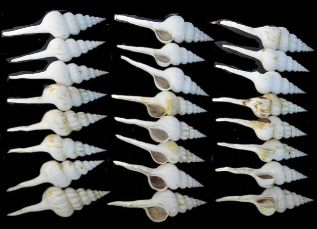 shellauction.net :: Fusinus forceps salisburyi - 3627192