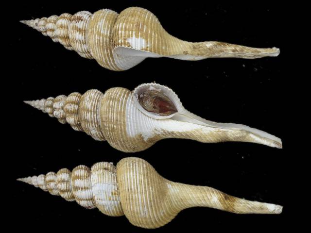 shellauction.net :: Fusinus forceps - 3627217