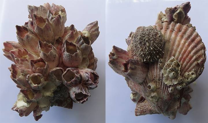 shellauction.net :: Chlamys senatoria - 3627223