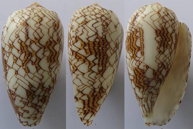 shellauction.net :: Conus textile - 3627237