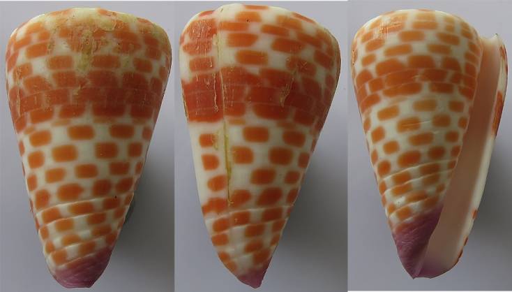 shellauction.net :: Conus tessulatus - 3627266