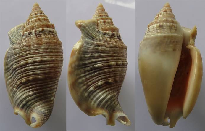 shellauction.net :: Euprotomus aurisdianae - 3627290