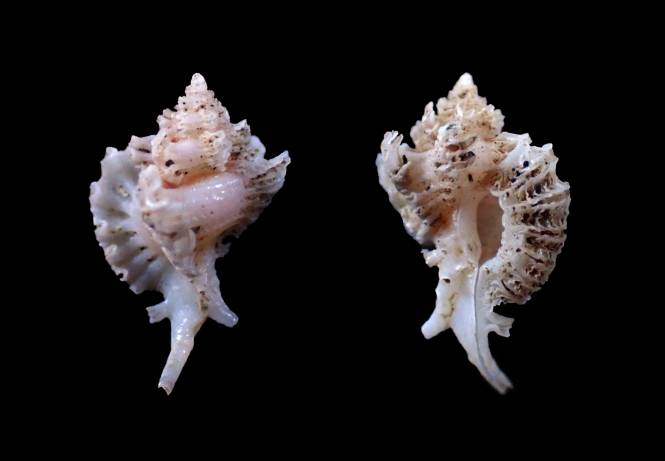 shellauction.net :: Murex sp. - 3627317