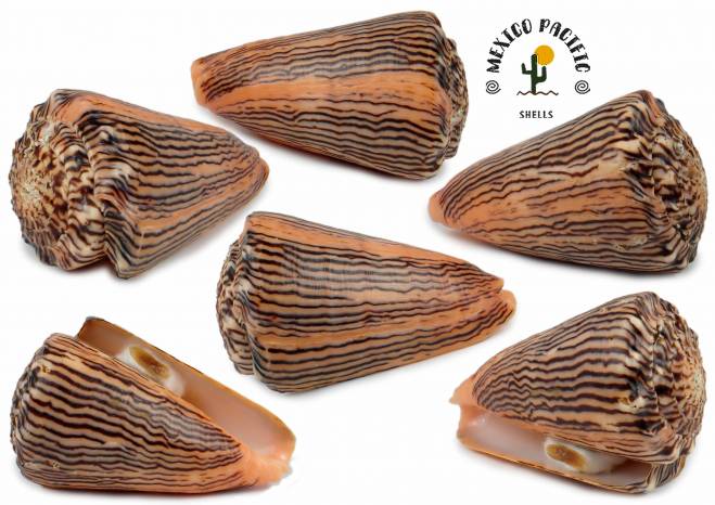 shellauction.net :: Conus princeps - 3627319