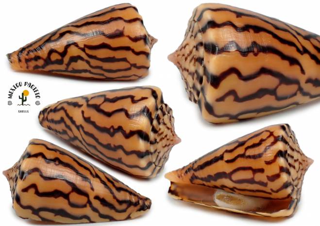 shellauction.net :: Conus princeps - 3627320