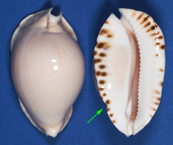 shellauction.net :: Zoila marginata albanyensis - 3627353