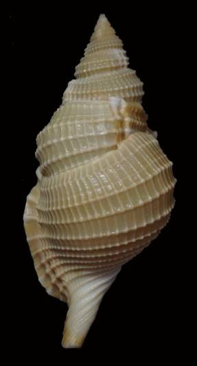 shellauction.net :: Distorsio reticulata - 3627375