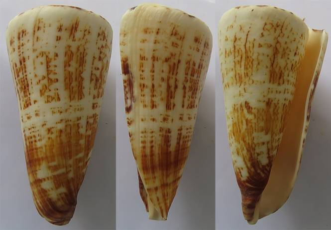 shellauction.net :: Conus mariei - 3627381