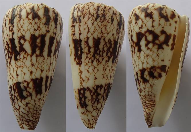 shellauction.net :: Conus araneosus nicobaricus - 3627387