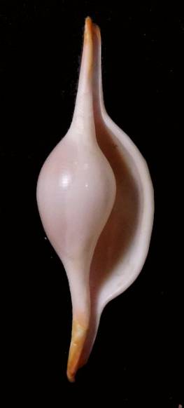 shellauction.net :: Volva volva - 3627405